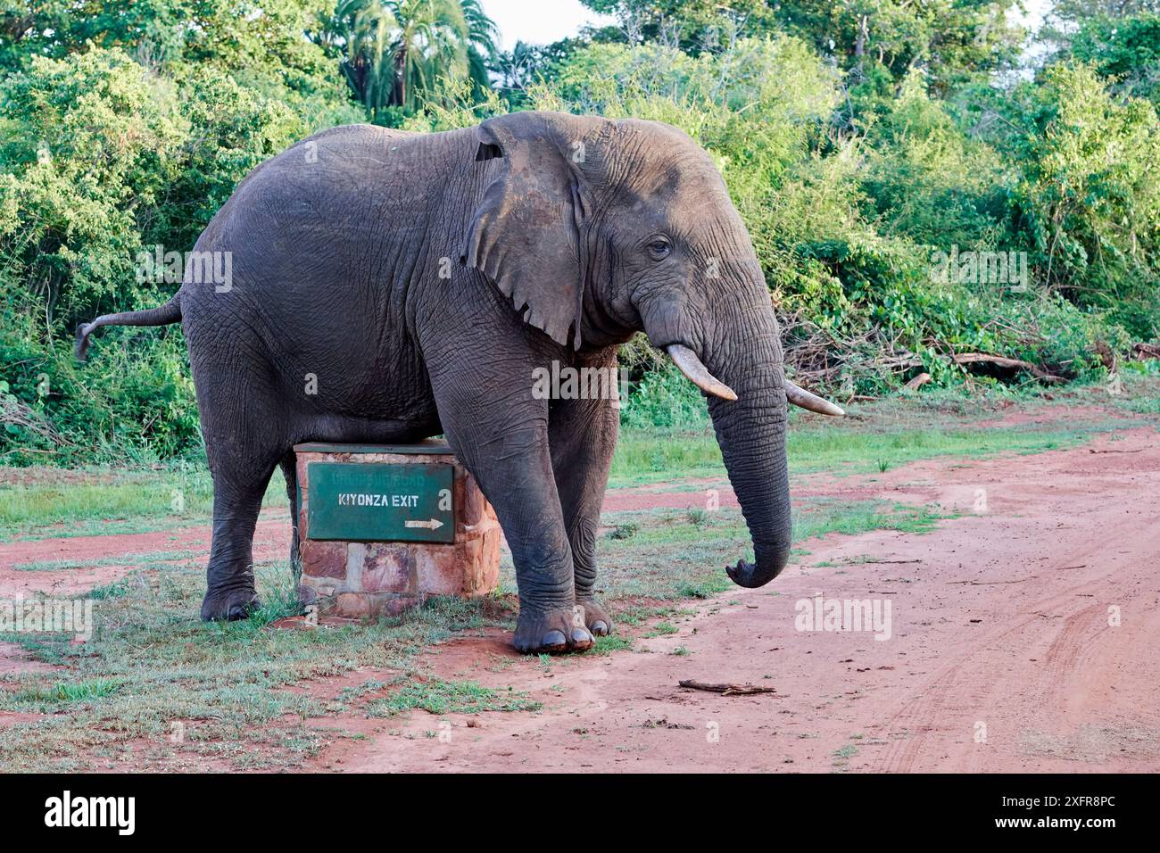 African elephant (Loxodonta africana) rubbing against boundary stone ...