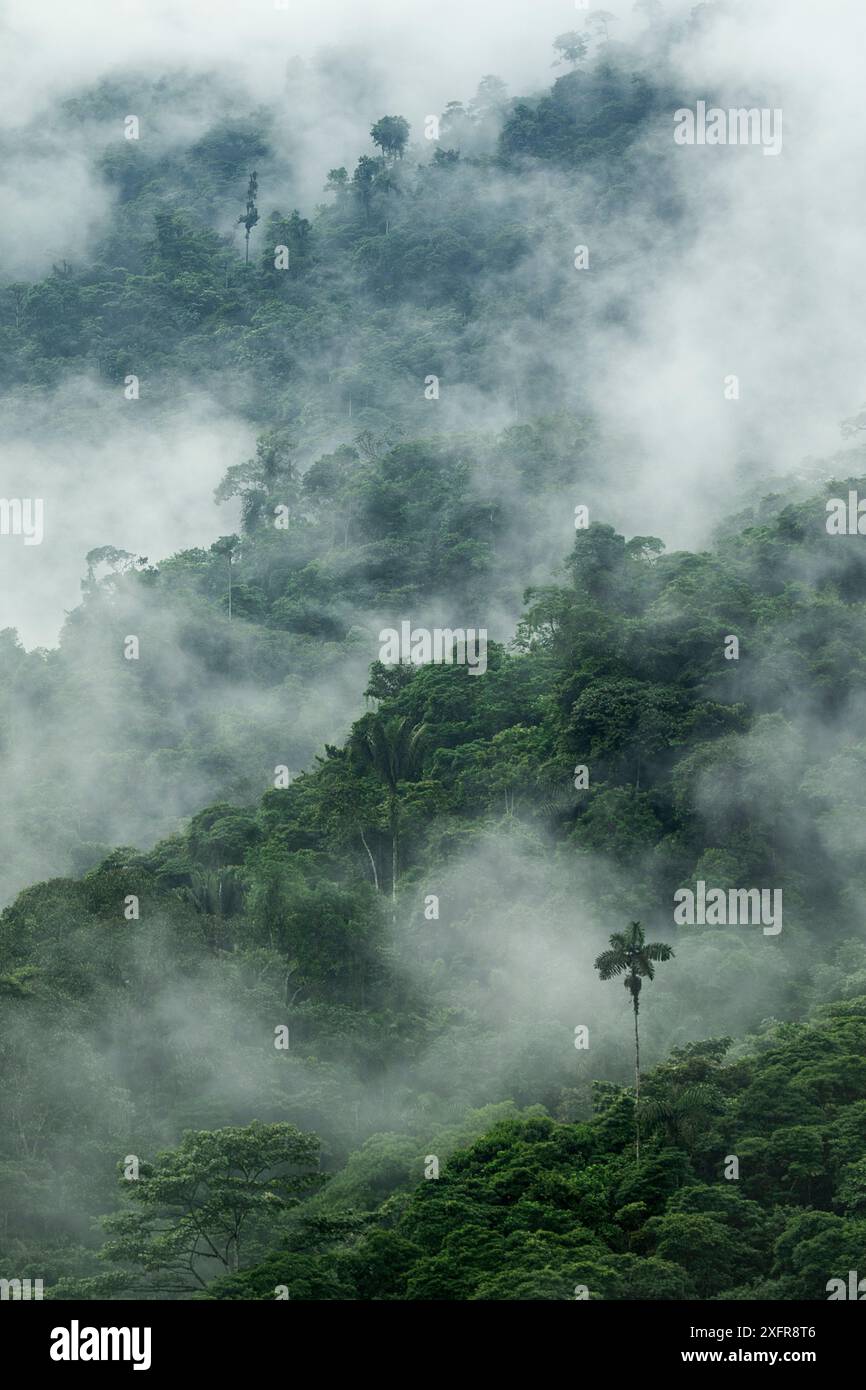 Low clouds over trees in cloud forest landscape, Pinas, El Oro, Ecuador ...