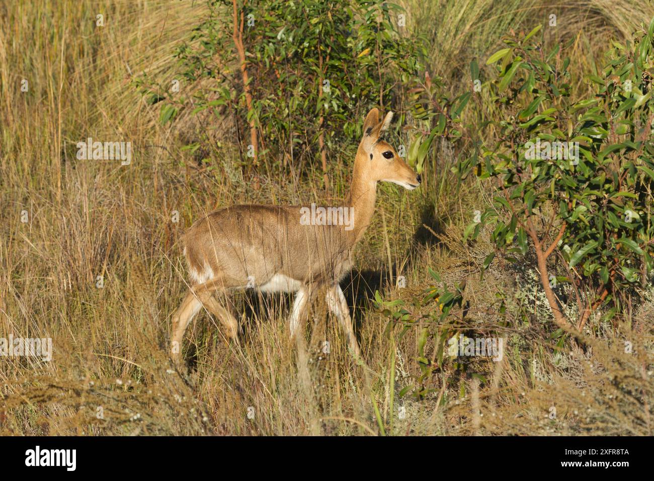 Mountain reedbuck (Redunca fulvorufula) female, Welgevonden Nature ...