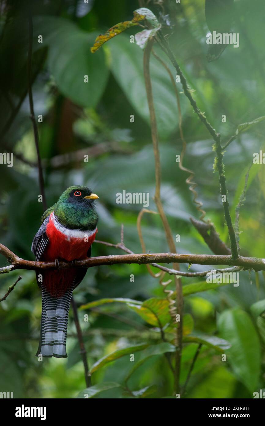 Male Collared trogon (Trogon collaris) perched on twig, Sumaco National ...