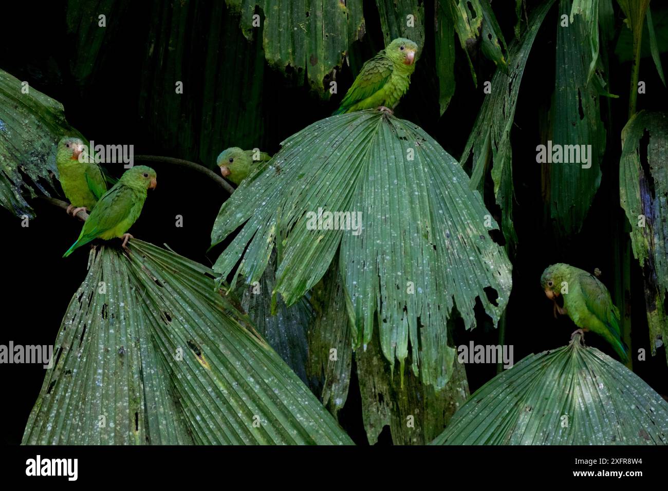 Five Cobalt-winged parakeets (Brotogeris cyanoptera) perched on leaves ...