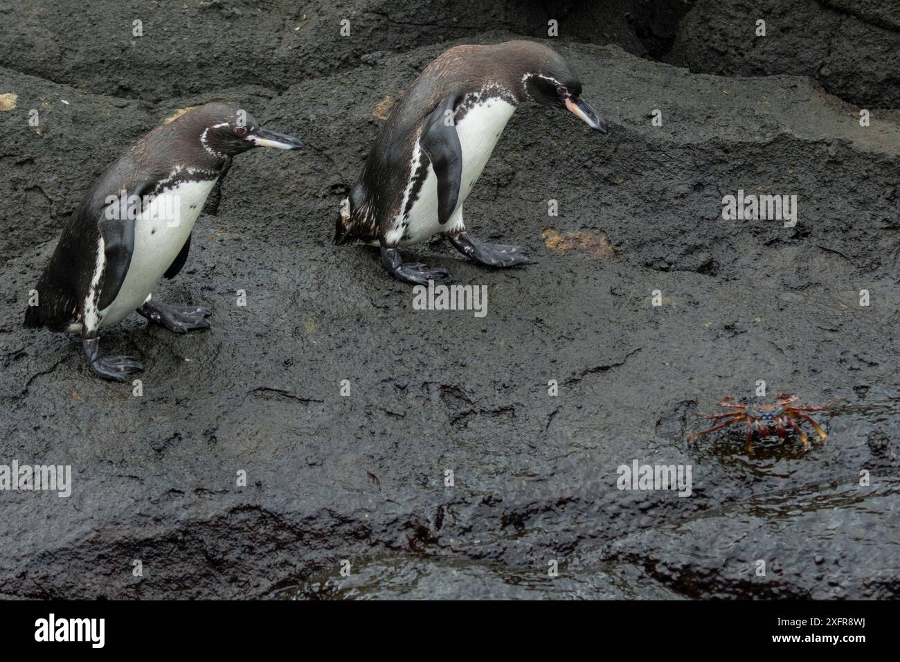 Two Galapagos penguins (Spheniscus mendiculus) walking with a Sally ...