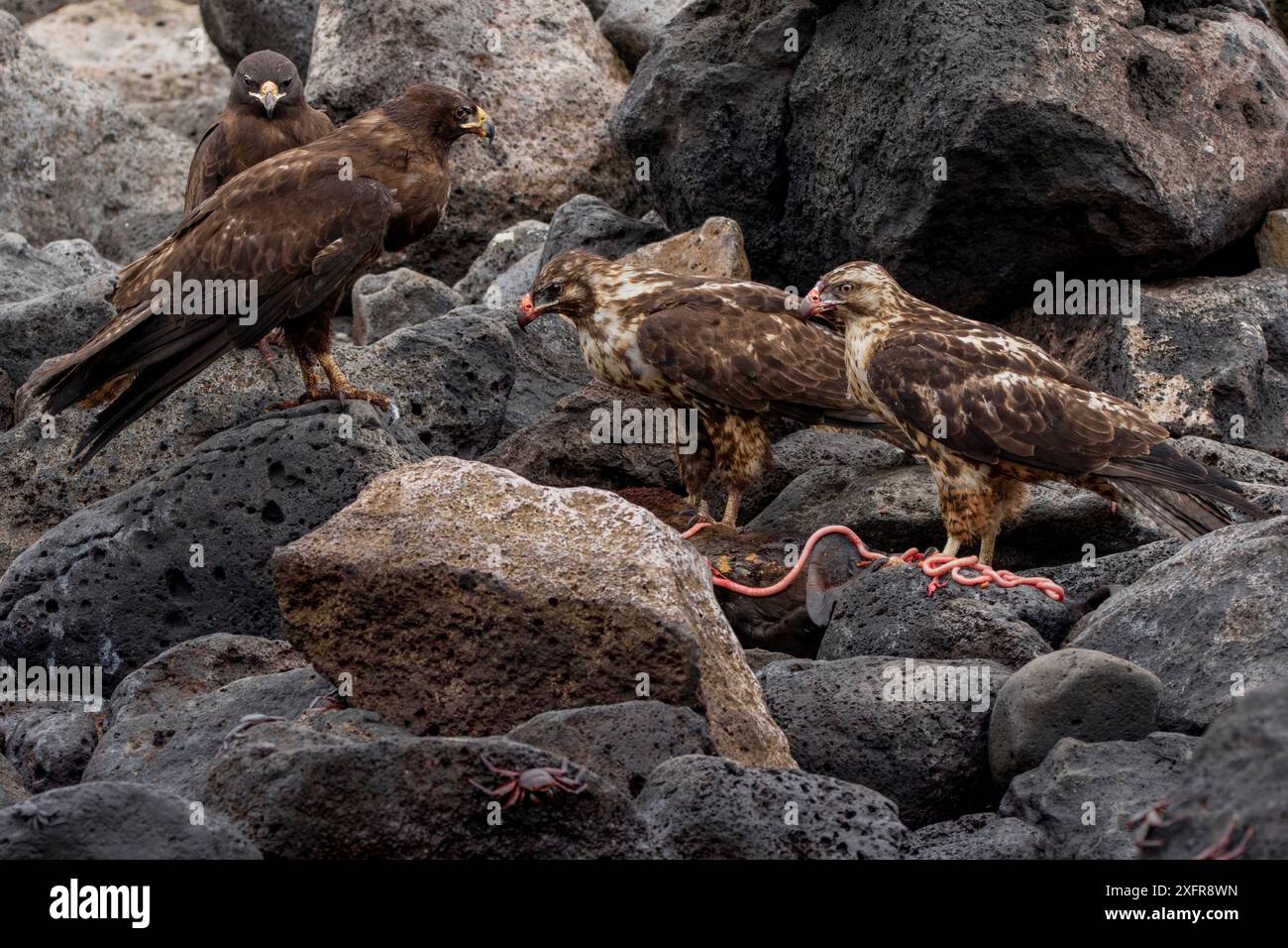 Four Galapagos hawks (Buteo galapagoensis) feeding on prey, Santa Fe ...
