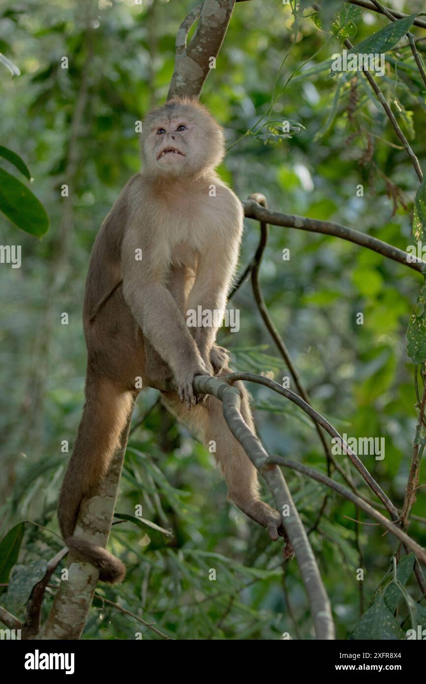 Shock headed capuchin hi-res stock photography and images - Alamy