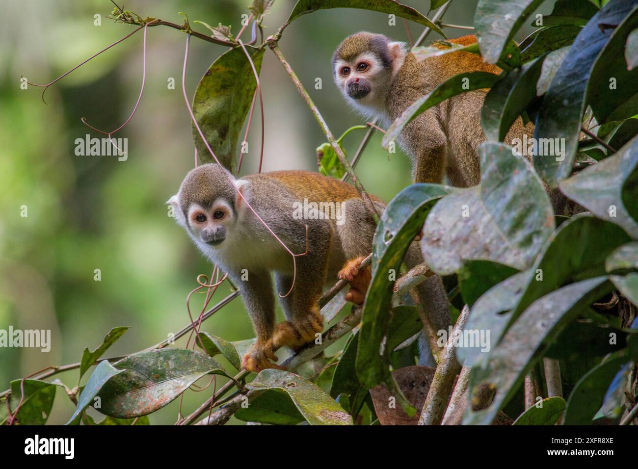 Two Common squirrel monkeys (Saimiri sciureus) amongst vegetation ...