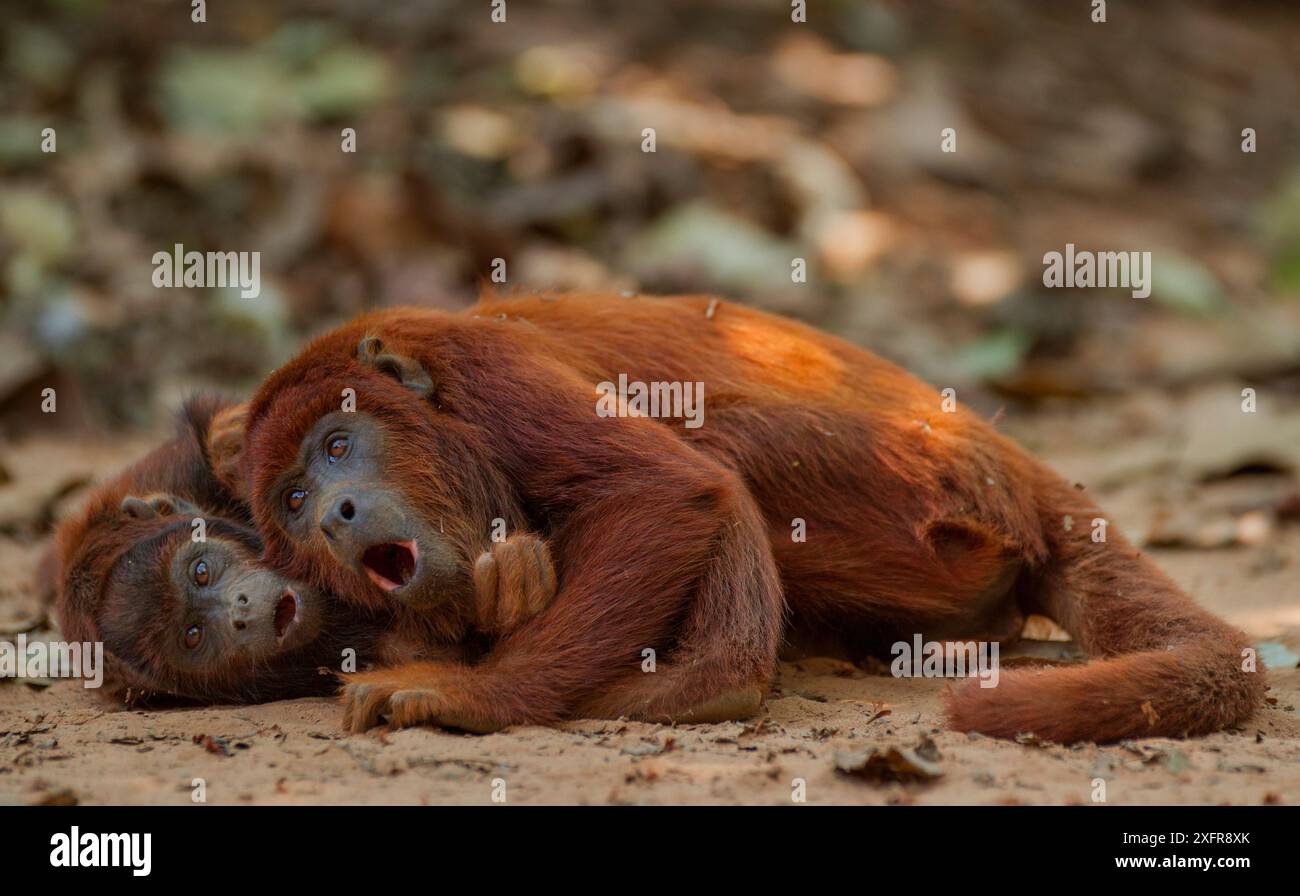 Two Red howler monkeys (Alouatta seniculus) lying on ground, Tambopata ...