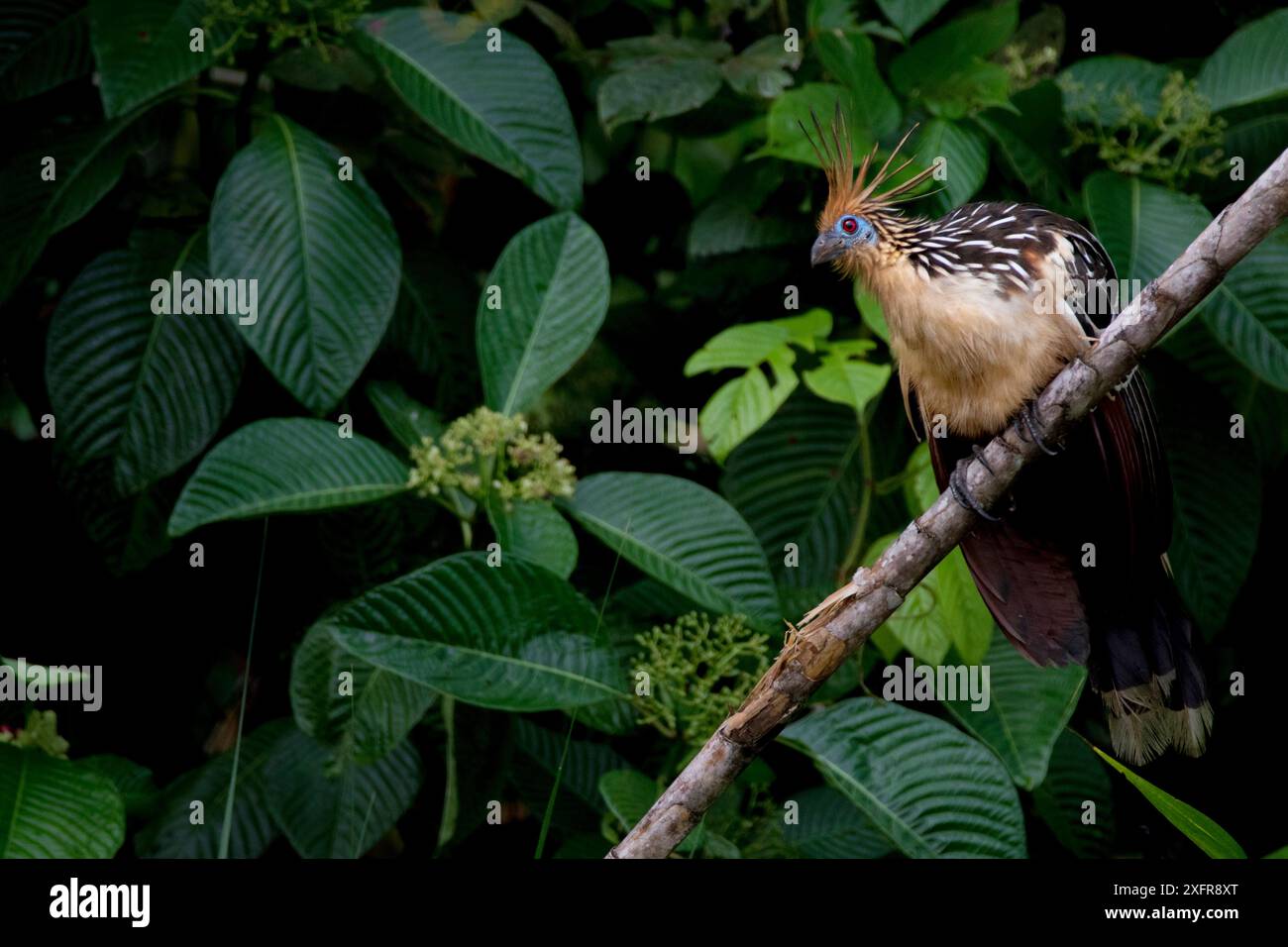 Hoatzin (Opisthocomus hoazin) perched on branch, Yasuni National Park ...