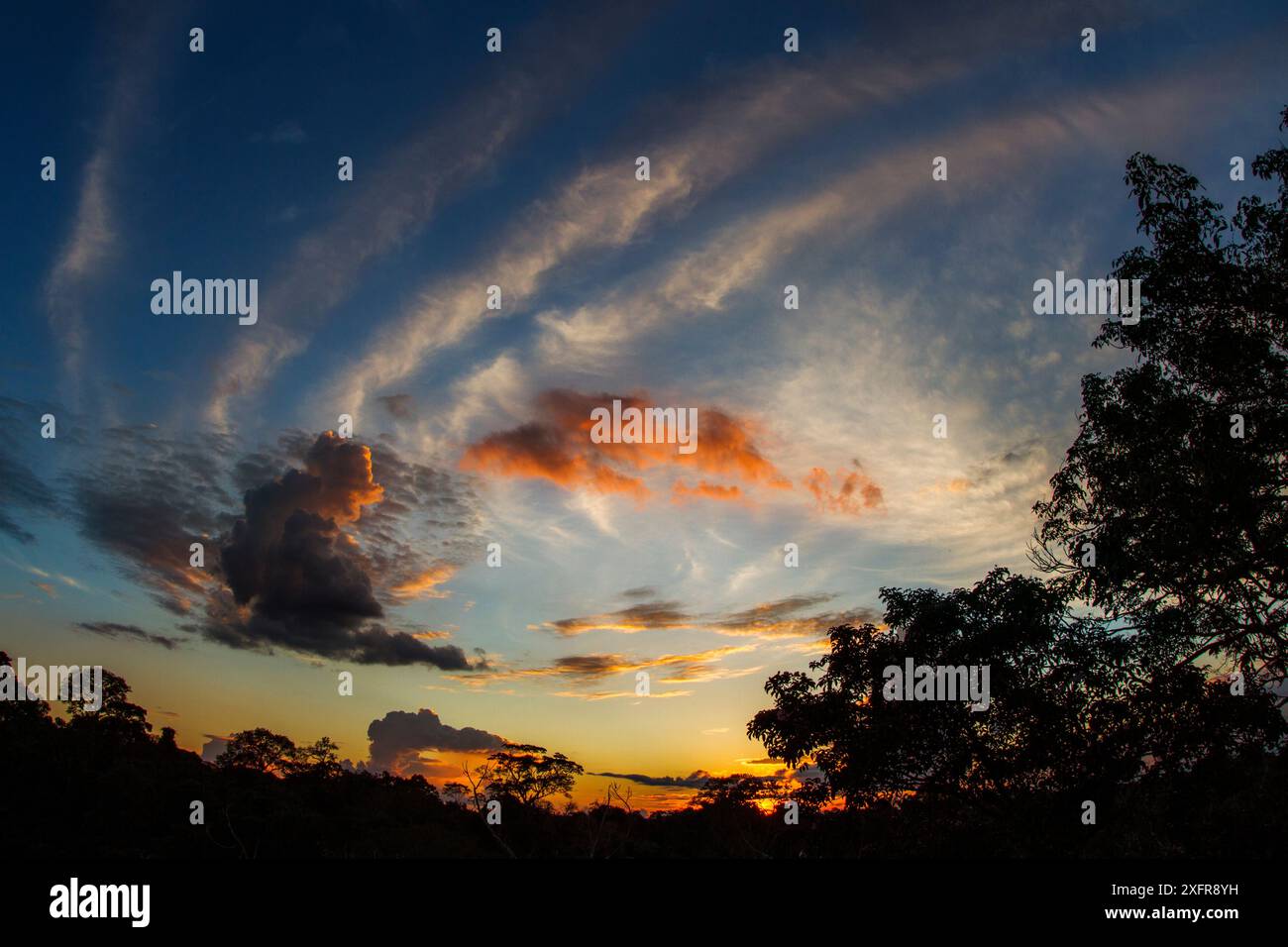 Sky above the Amazonian canopy at sunset, Yasuni National Park ...