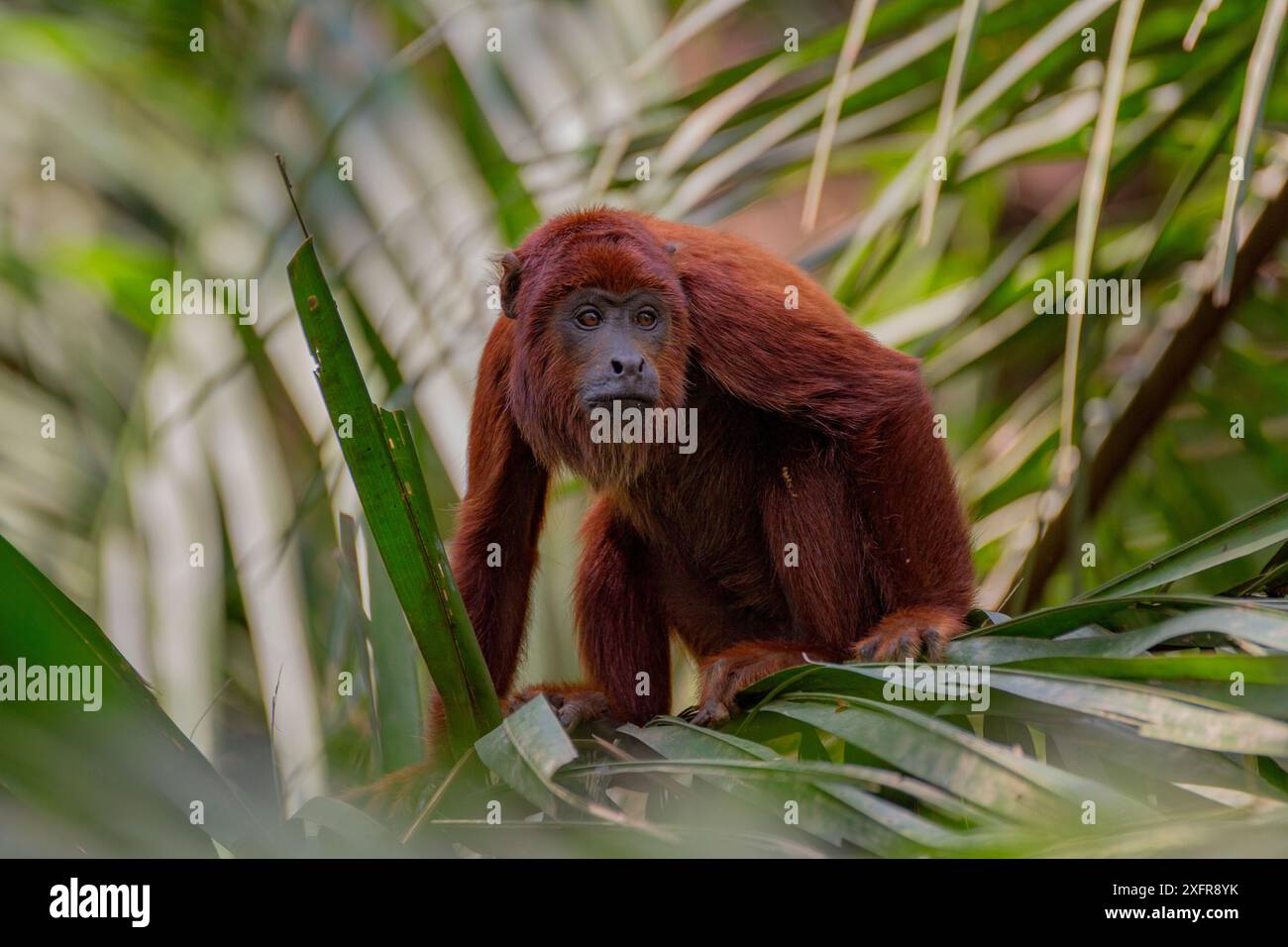 Red howler monkey (Alouatta seniculus) sitting in tree, Tambopata ...