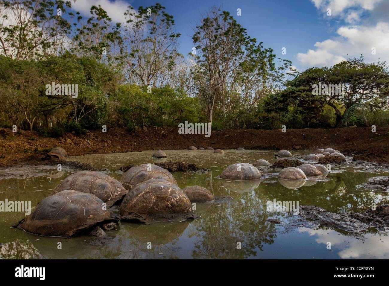 Western Santa Cruz / Indefatigable Island giant tortoises (Chelonoidis ...