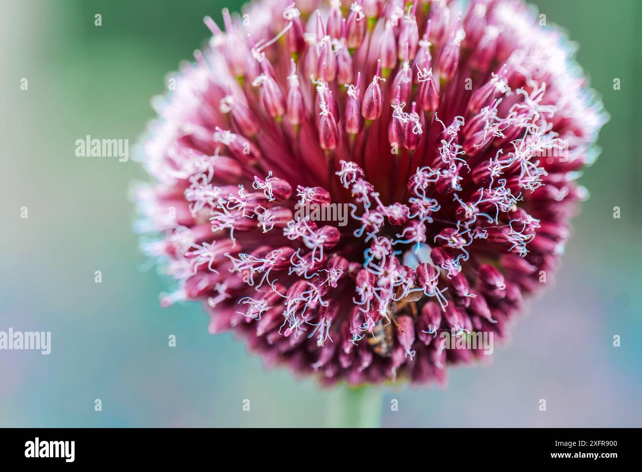 Red Mohican Onion. red onions flowers in garden design. bulbous flowers ...