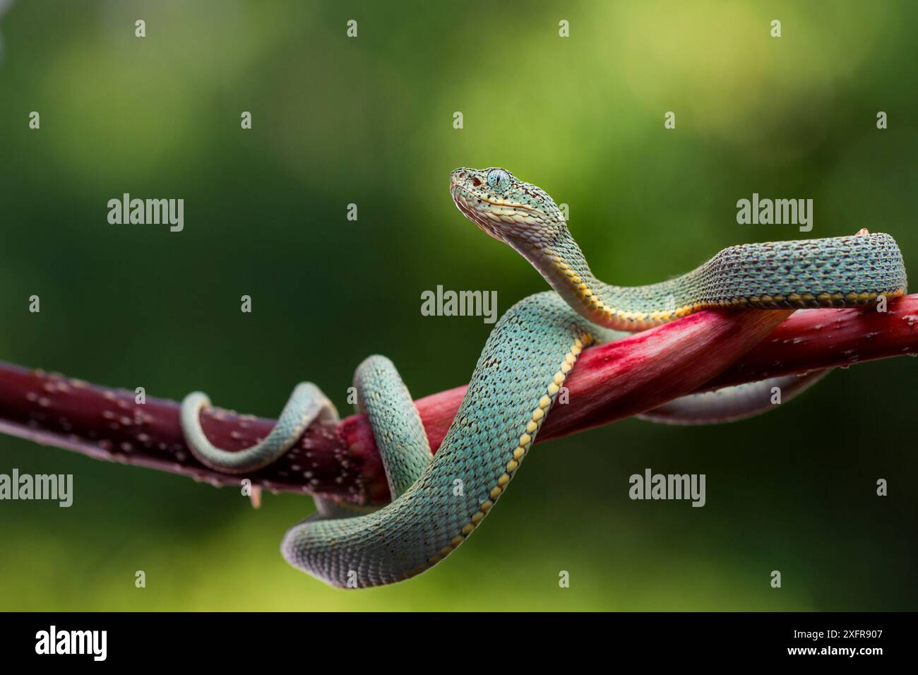 Green jararaca / Two striped forest pit viper (Bothriopsis bilineata ...