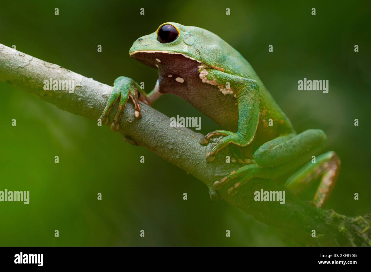 Black eyed monkey frog (Phyllomedusa camba) on branch, Tambopata, Madre ...