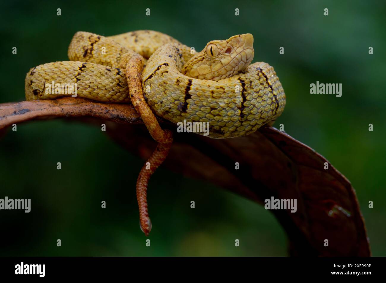 Osborne's lancehead (Bothrops osbornei) juvenile curled up, Mashpi ...
