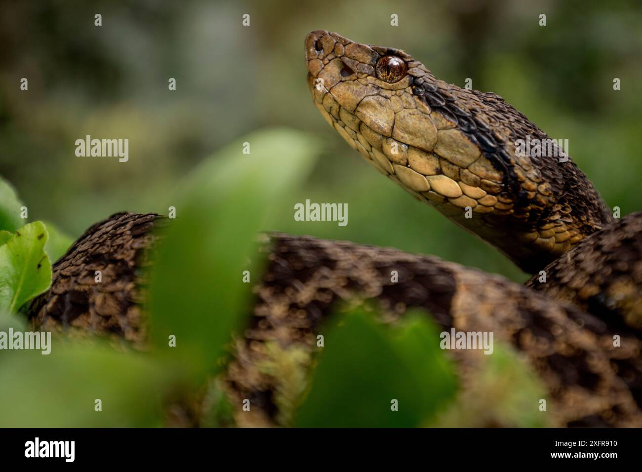 Toadheaded pitviper hi-res stock photography and images - Alamy
