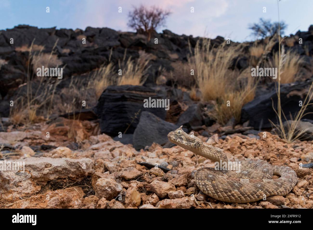 Horned adder (Bitis caudalis) curled up, Swakopmund, Erongo, Namibia ...