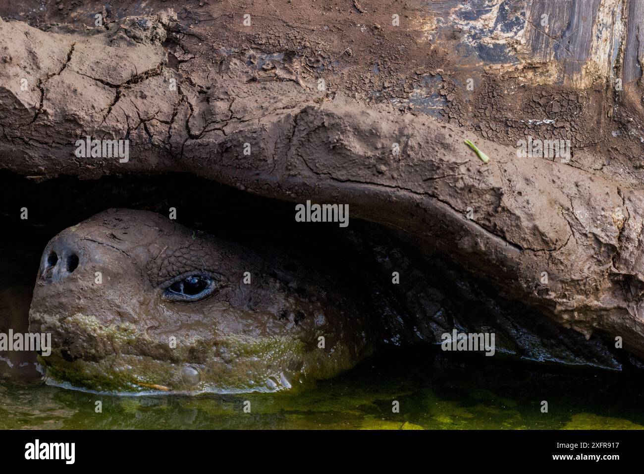Western Santa Cruz / Indefatigable Island giant tortoise (Chelonoidis ...