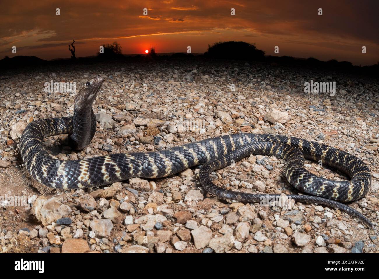Zebra spitting cobra hi-res stock photography and images - Alamy