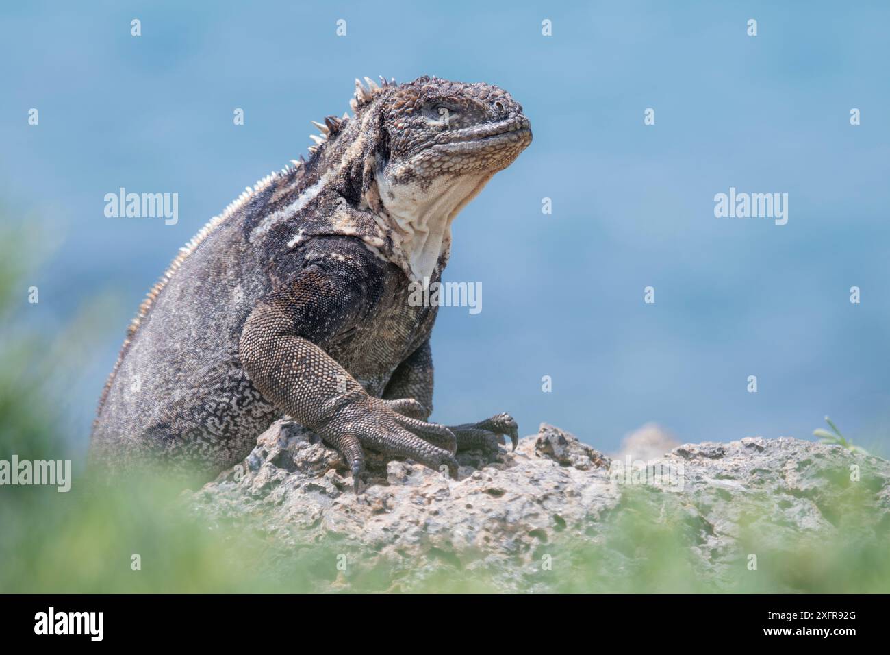 Galapagos land iguana (Conolophus subcristatus) x Marine iguana ...