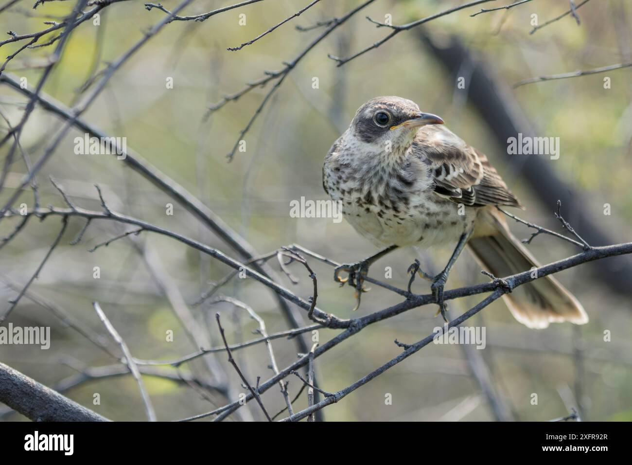 Galapagos mockingbird (Mimus parvulus) perched in tree, Isabela Island ...