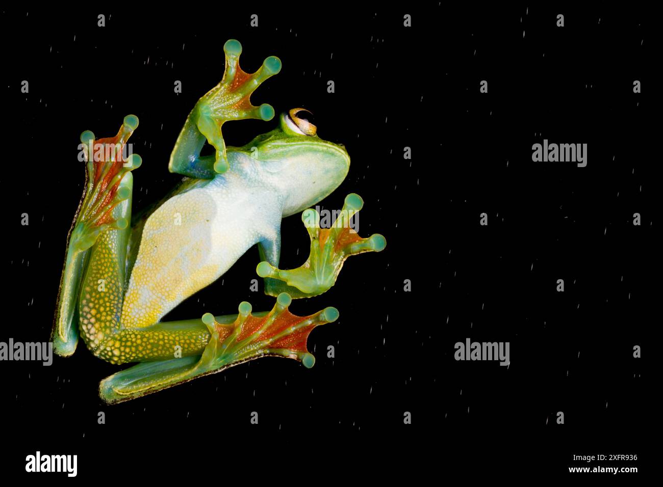 Palmar tree frog (Boana / Hypsiboas pellucens) underside seen through ...