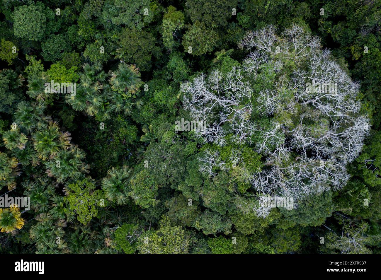 Aerial view of Kapok / Ceiba tree (Ceiba pentandra) in the Amazonian ...