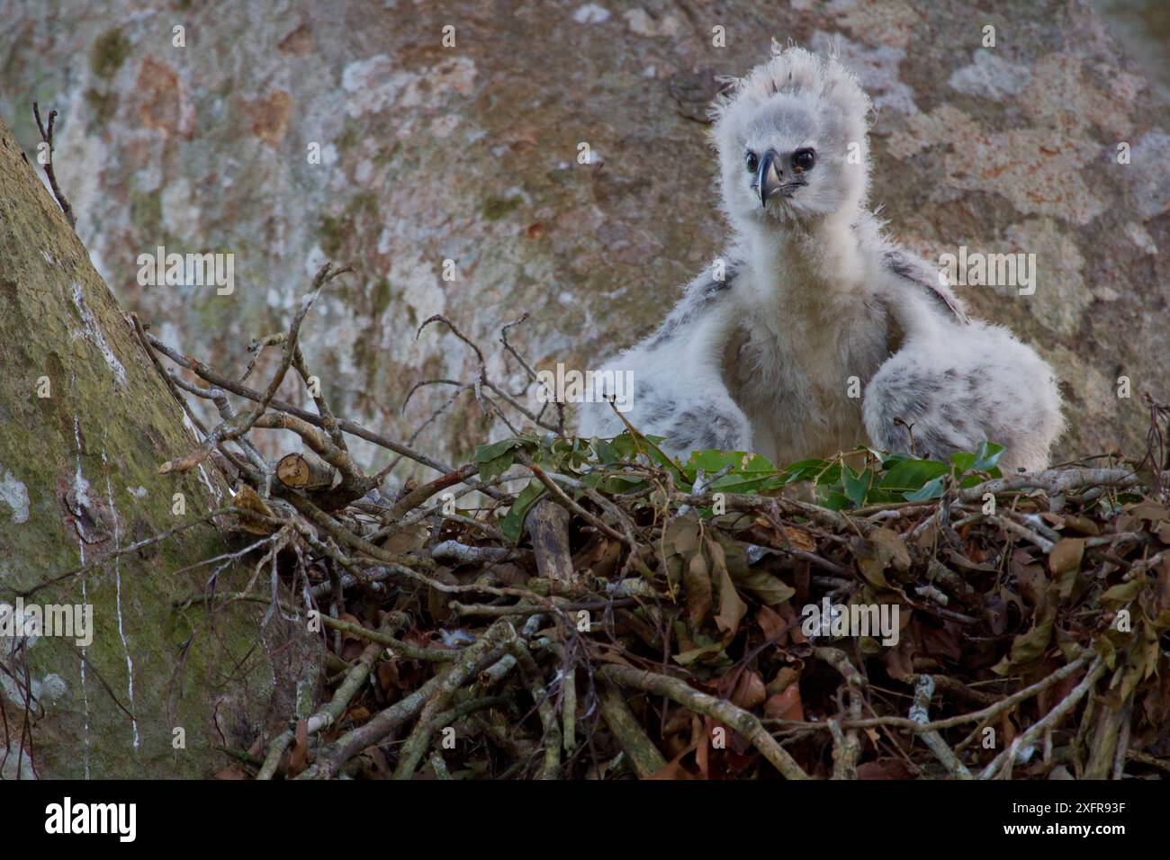 Harpy eagle (Harpia harpyja) chick in nest, Tambopata, Madre de Dios ...