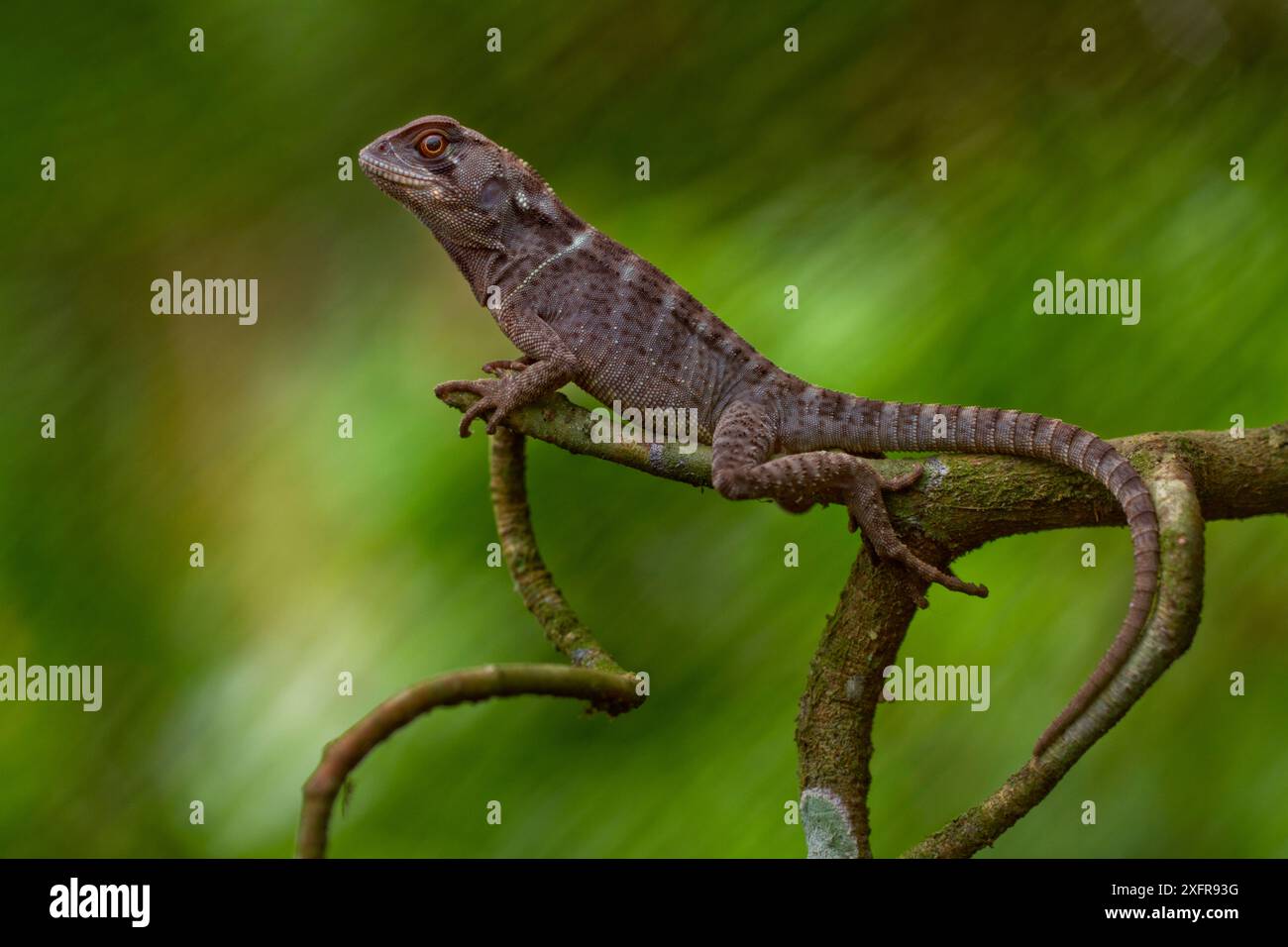 Bocourt's dwarf iguana / Spiny dwarf-iguana (Enyalioides heterolepis ...