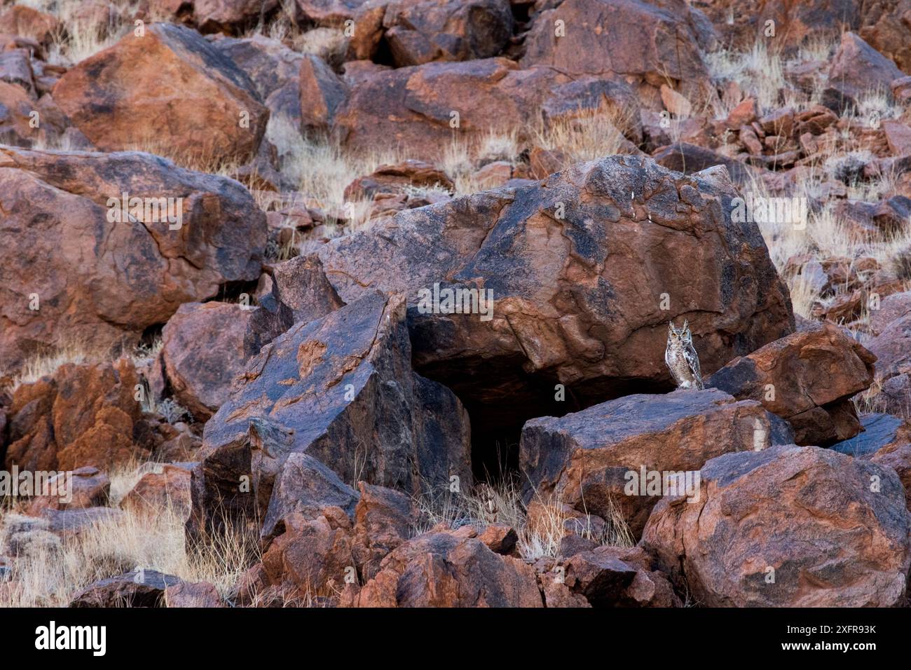 Cape eagle owl bubo capensis hi-res stock photography and images - Alamy