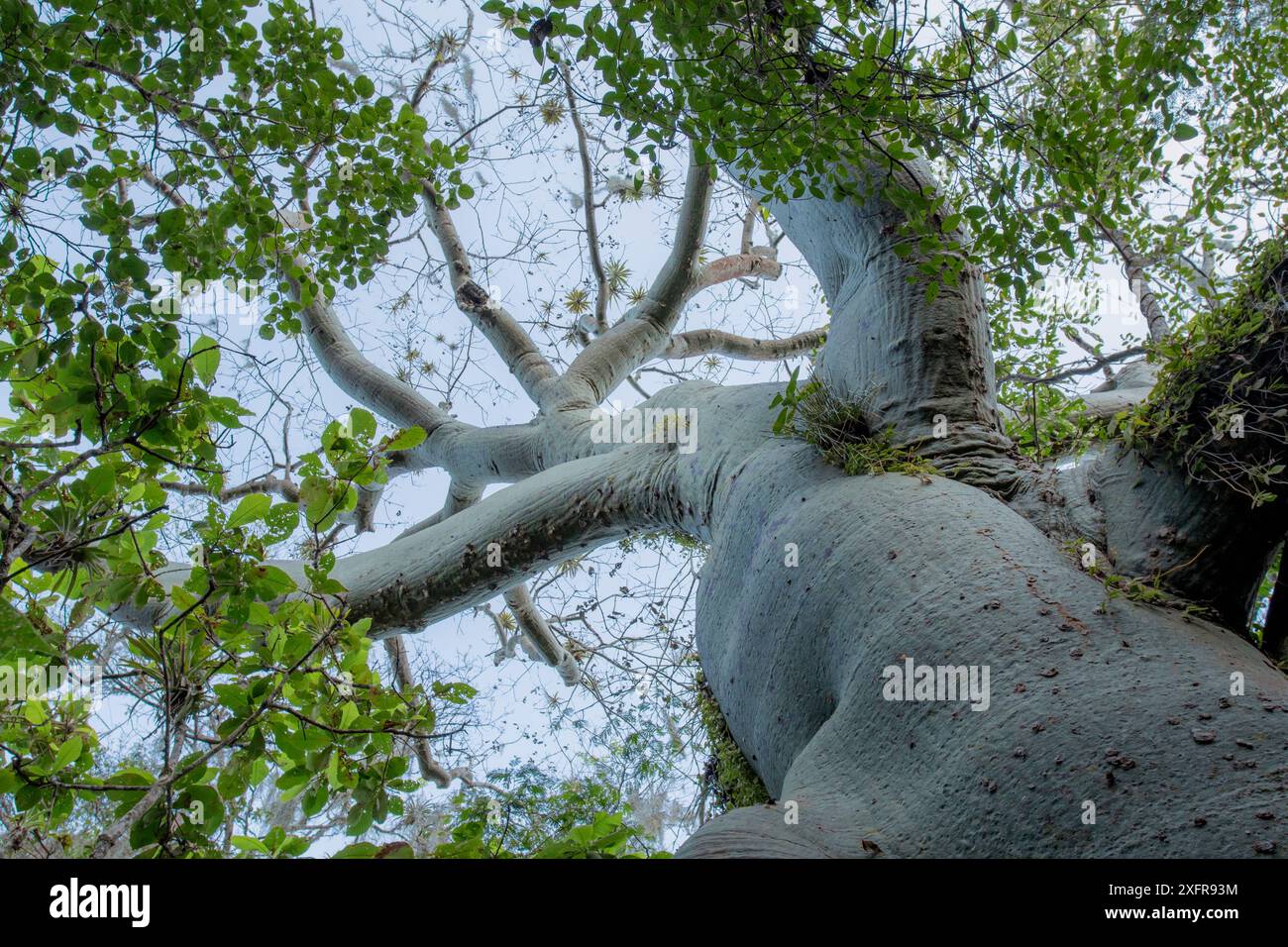 Ceiba / Kapok tree (Ceiba trichistandra) low angle view, Macara, Loja ...
