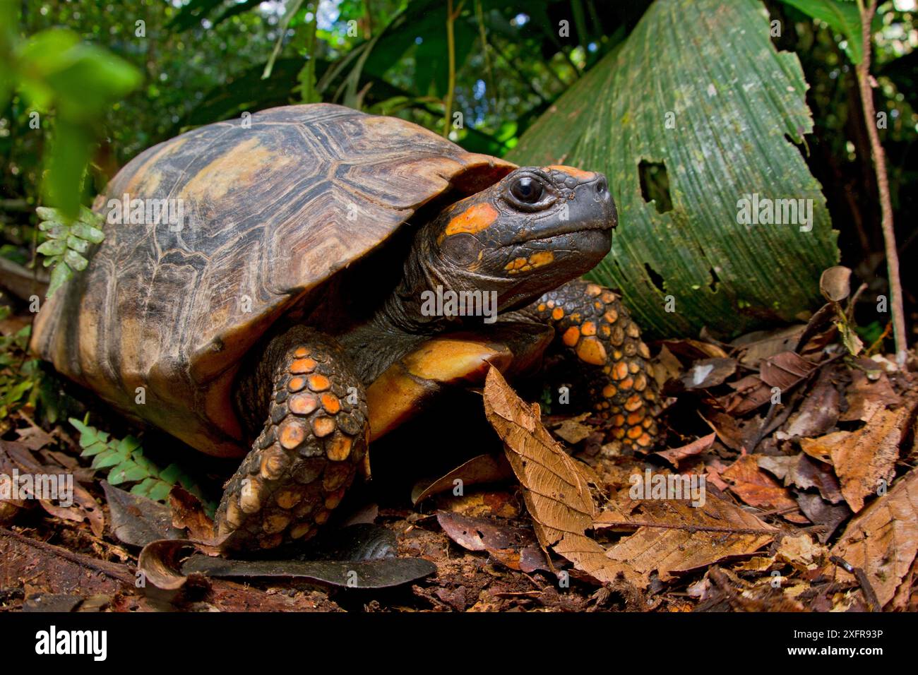 Yellow footed tortoise (Chelonoidis denticulata) portrait, Yasuni ...