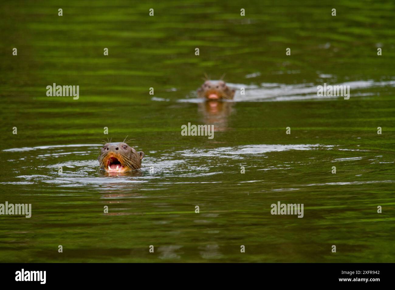 Two Giant river otters (Pteronura brasiliensis) swimming, Tambopata ...