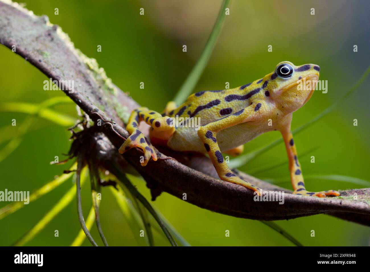 Rio pescado harlequin toad (Atelopus balios) female, Azuay, Ecuador ...
