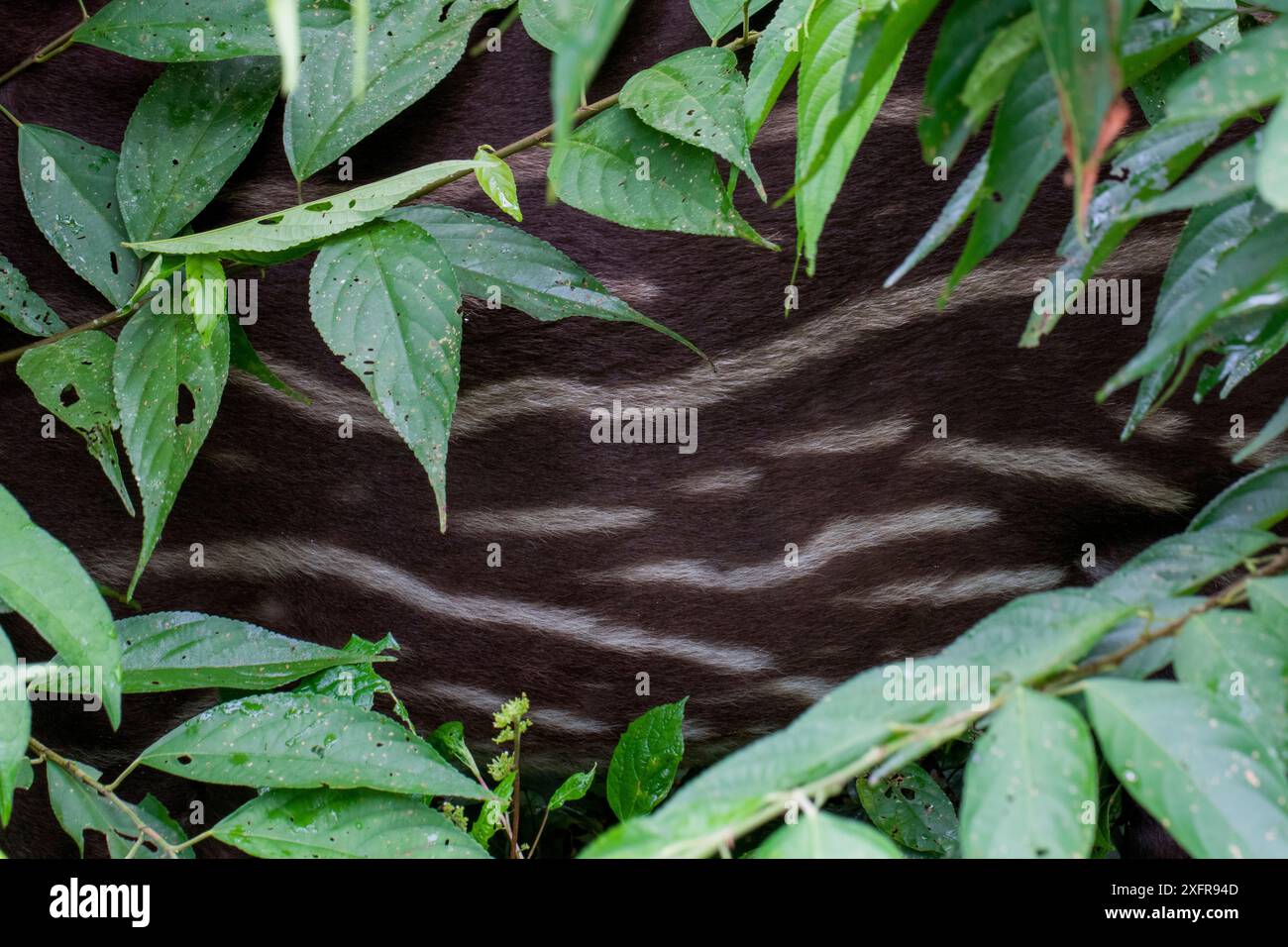 South American tapir (Tapirus terrestris) close-up of fur with stripes ...