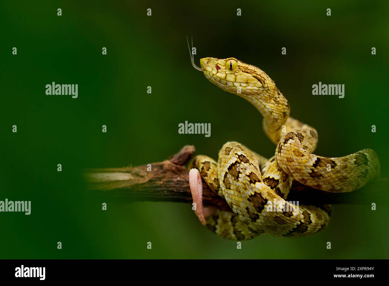 Curled tongue hi-res stock photography and images - Alamy