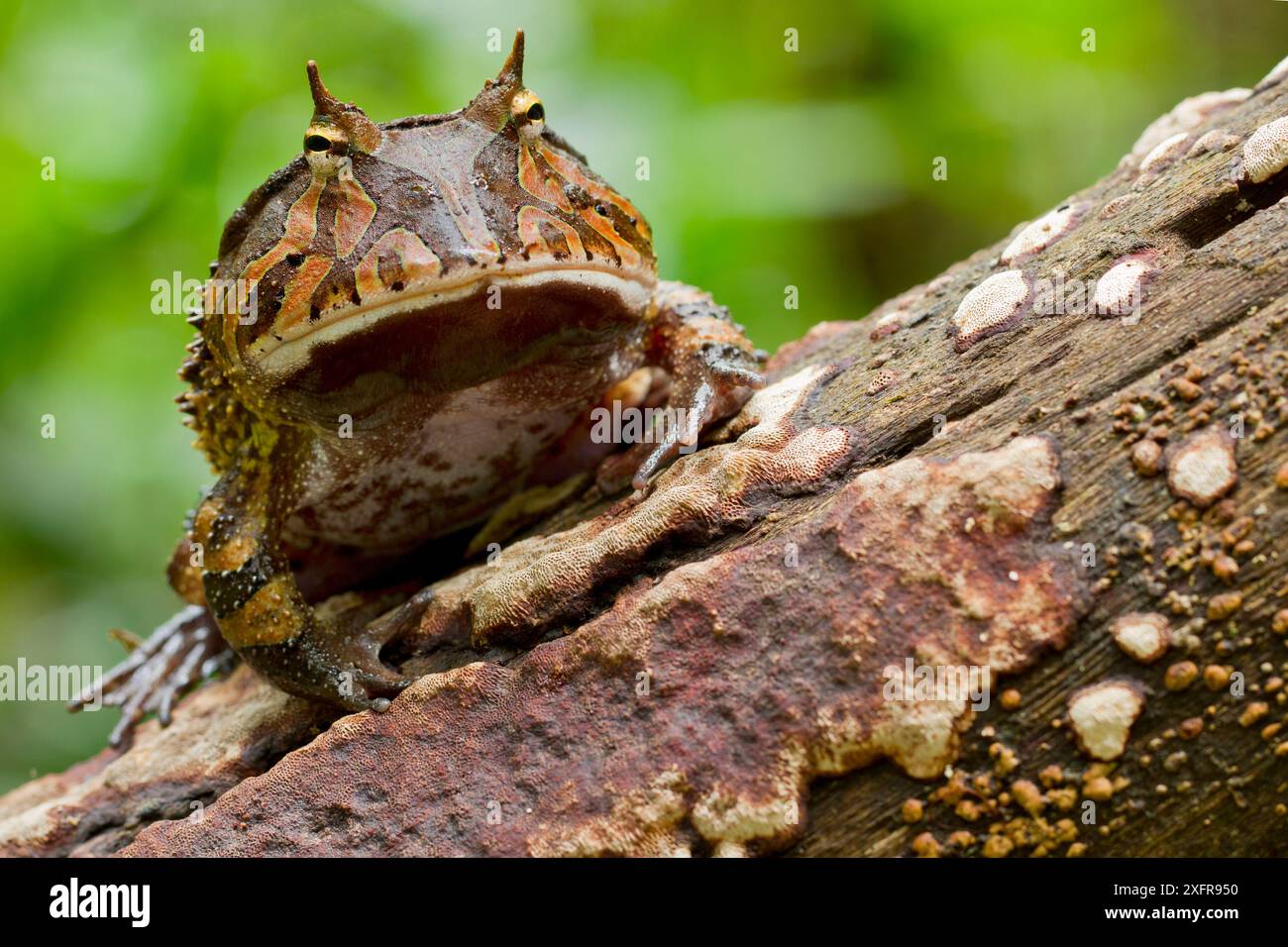 Amazon horned frog (Ceratophrys cornuta) portrait, Yasuni National Park ...