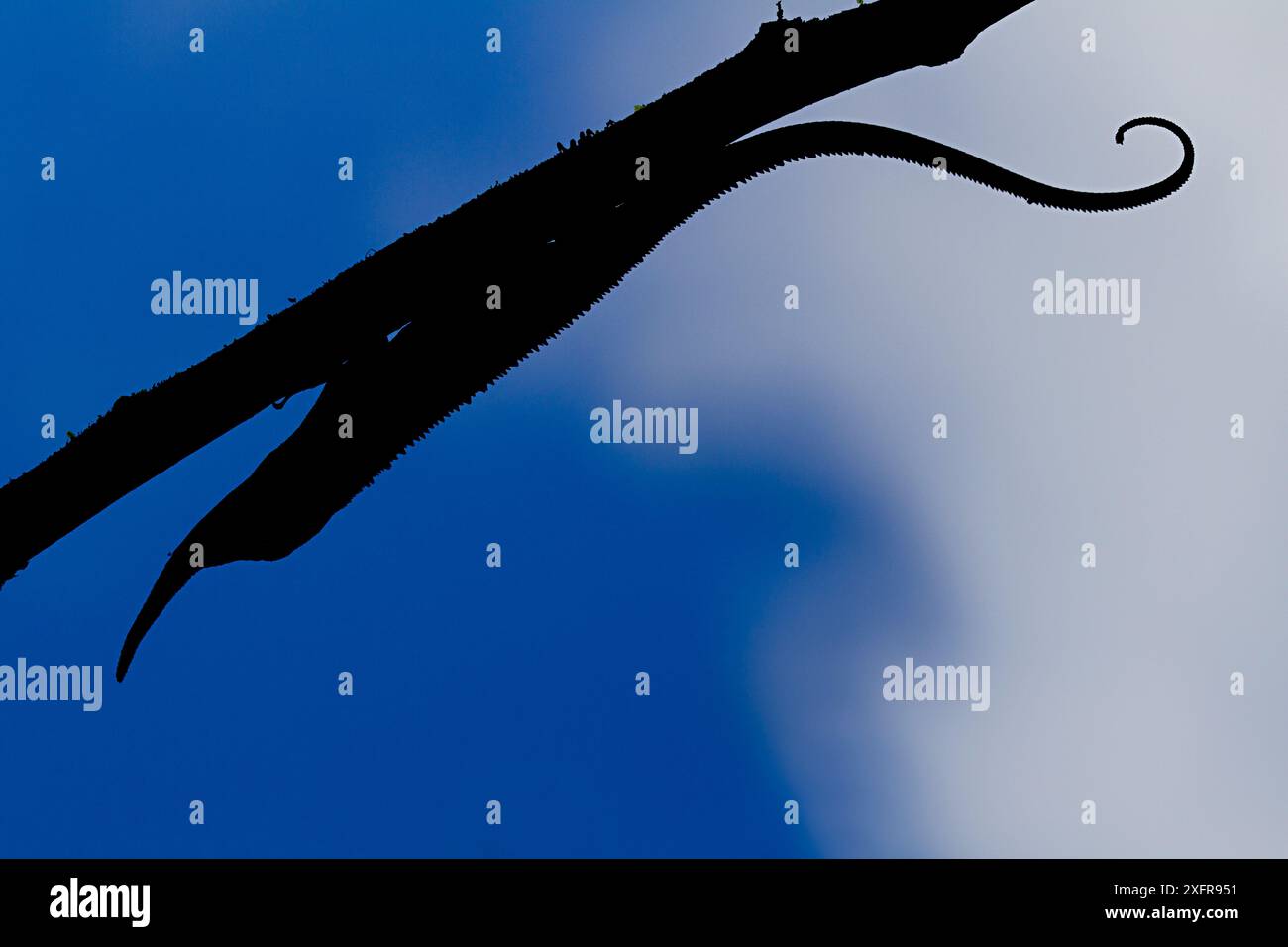 Pinocchio lizard (Anolis proboscis) male, silhouetted on underside of ...