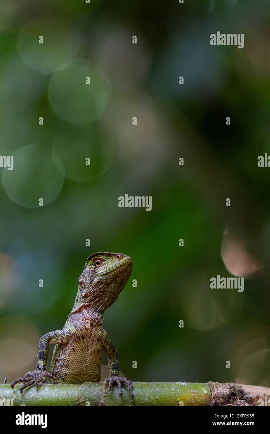 Amazon wood lizard / Guichenot's dwarf iguana (Enyalioides laticeps ...