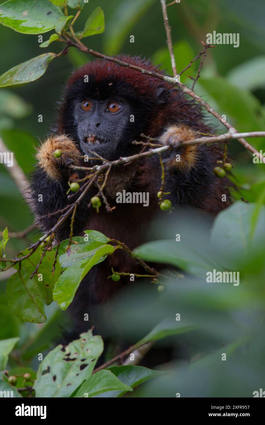 Yellow-handed titi monkey (Callicebus lucifer) feeding, Cuyabeno ...