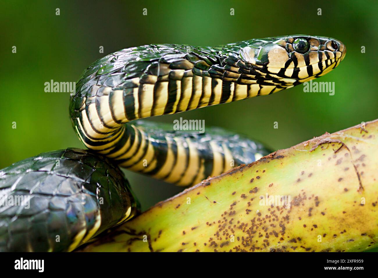Yellow rat snake (Spilotes pullatus) portrait, Otongachi, Santo Domingo ...
