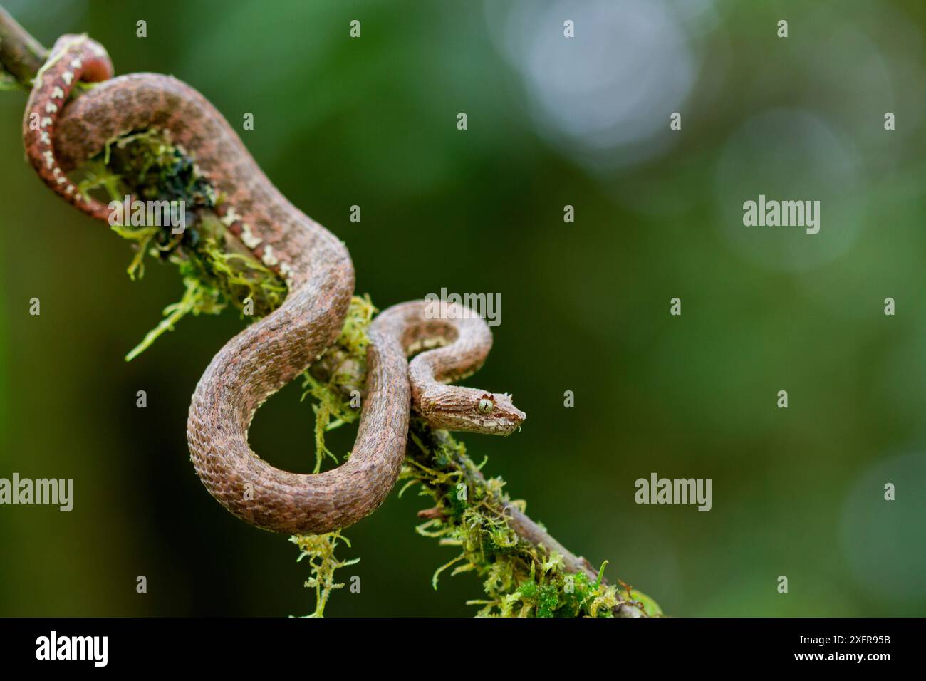 Viperid snakes hi-res stock photography and images - Alamy