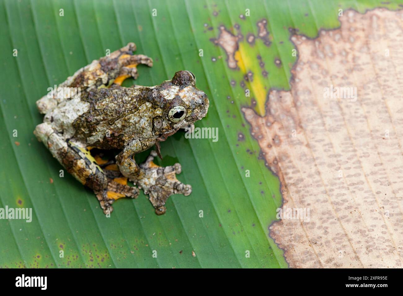 Marbled tree frog (Dendropsophus marmoratus) on leaf, Cuyabeno ...