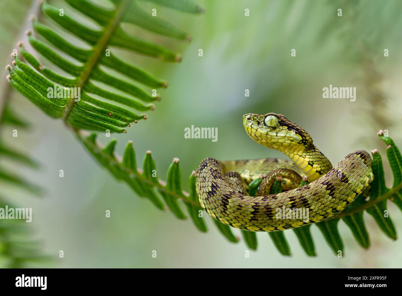 Andean forest pit viper (Bothriopsis pulchra) curled up on fern, Sumaco ...