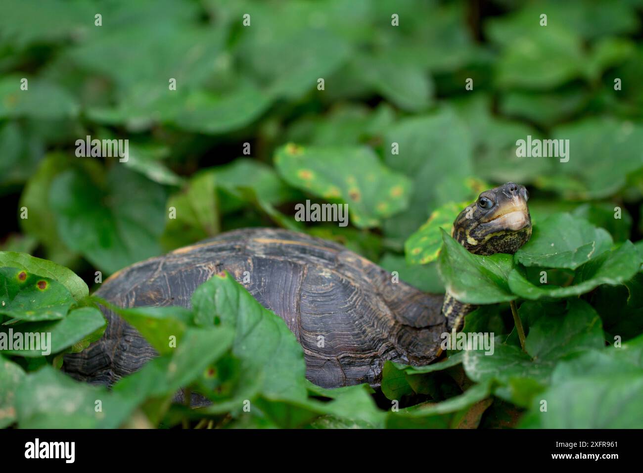 Rhinoclemmys annulata hi-res stock photography and images - Alamy