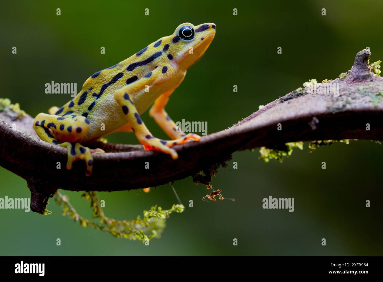 Rio pescado toad hi-res stock photography and images - Alamy