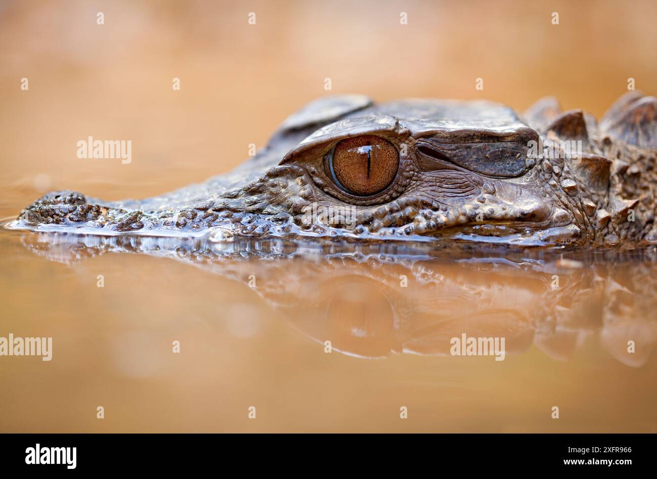 Smooth-fronted caiman / Crowned dwarf caiman (Paleosuchus trigonatus ...
