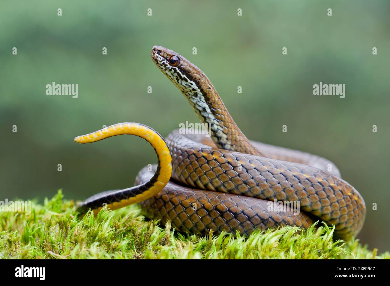 Spotted genuine snake (Saphenophis boursieri) portrait, waving tail in ...