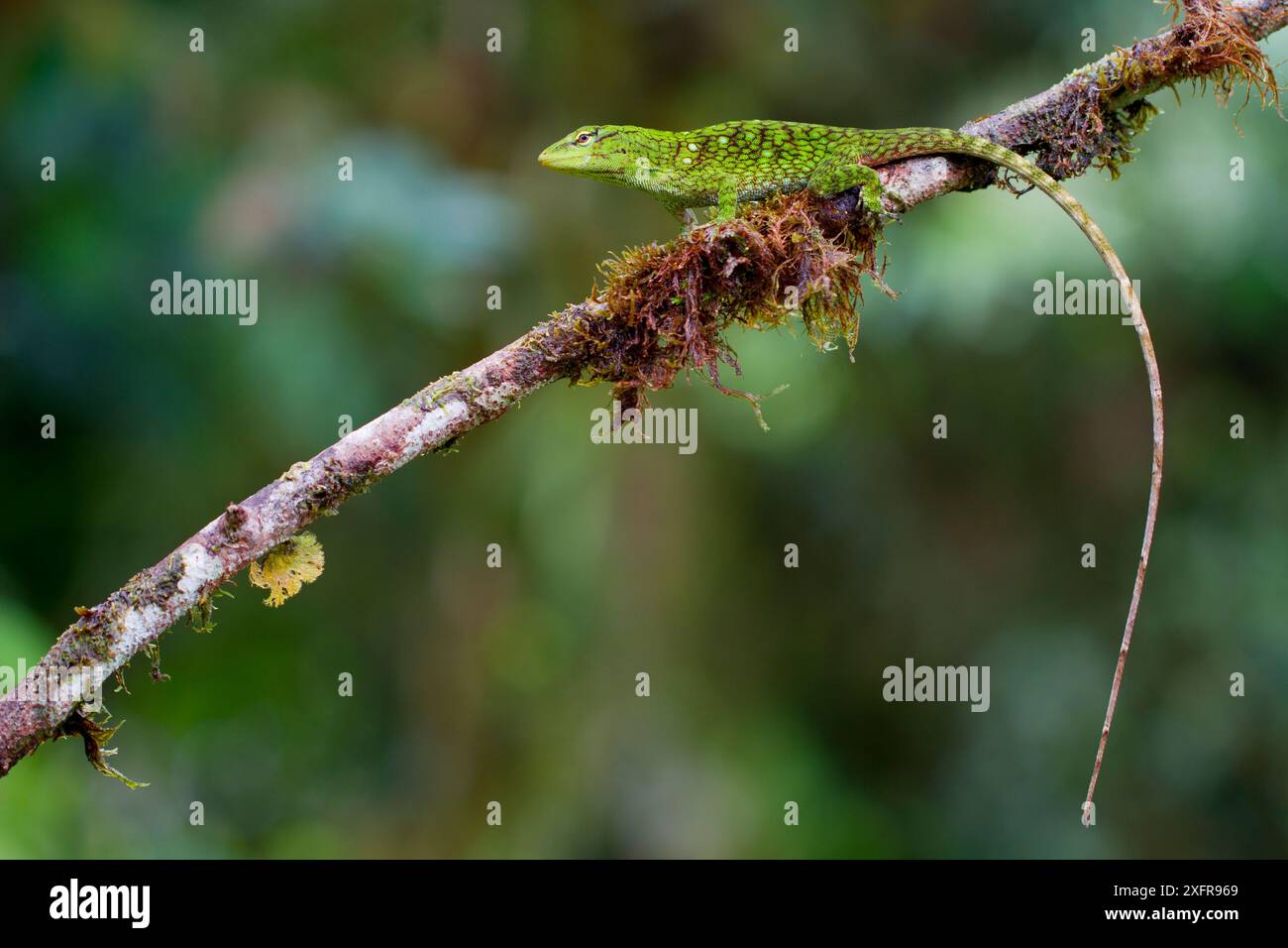 Parvauritus hi-res stock photography and images - Alamy