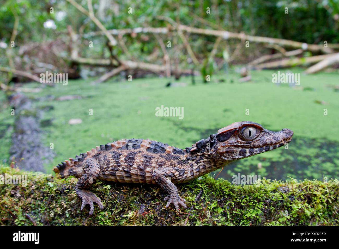 Baby caiman hi-res stock photography and images - Alamy