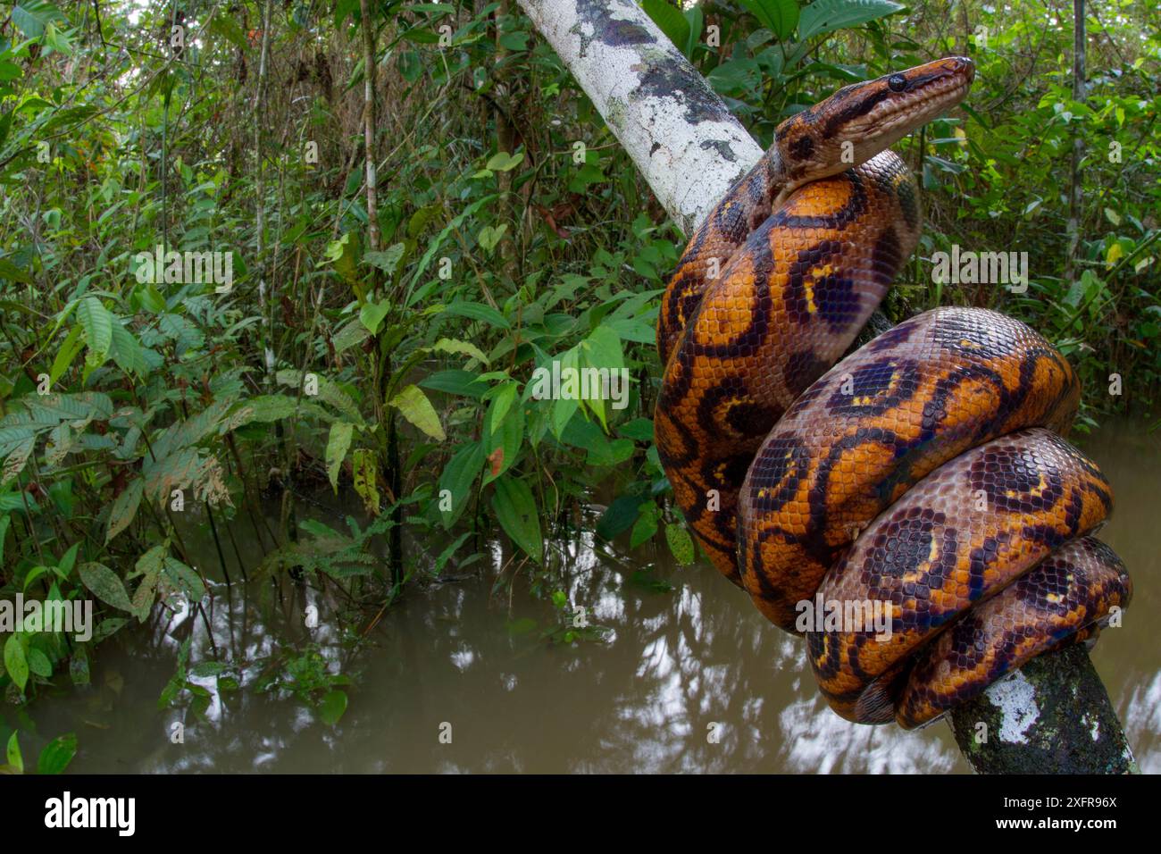 Rainbow boa (Epicrates cenchria) wound round branch over water ...